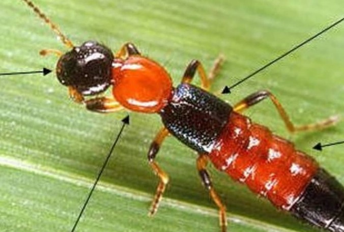 RDC : La précarité des déplacés aggravée par un insecte nommé « Ekonda ...